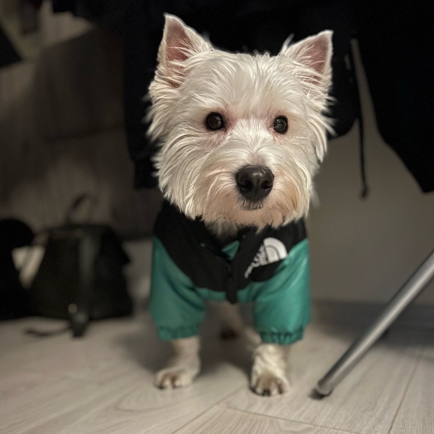 The Dog Face Westie Jacket – Ploocy