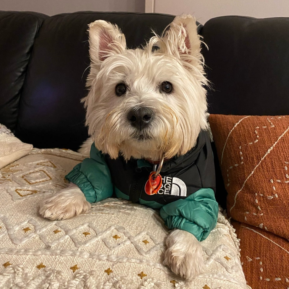 The Dog Face Westie Jacket – Ploocy