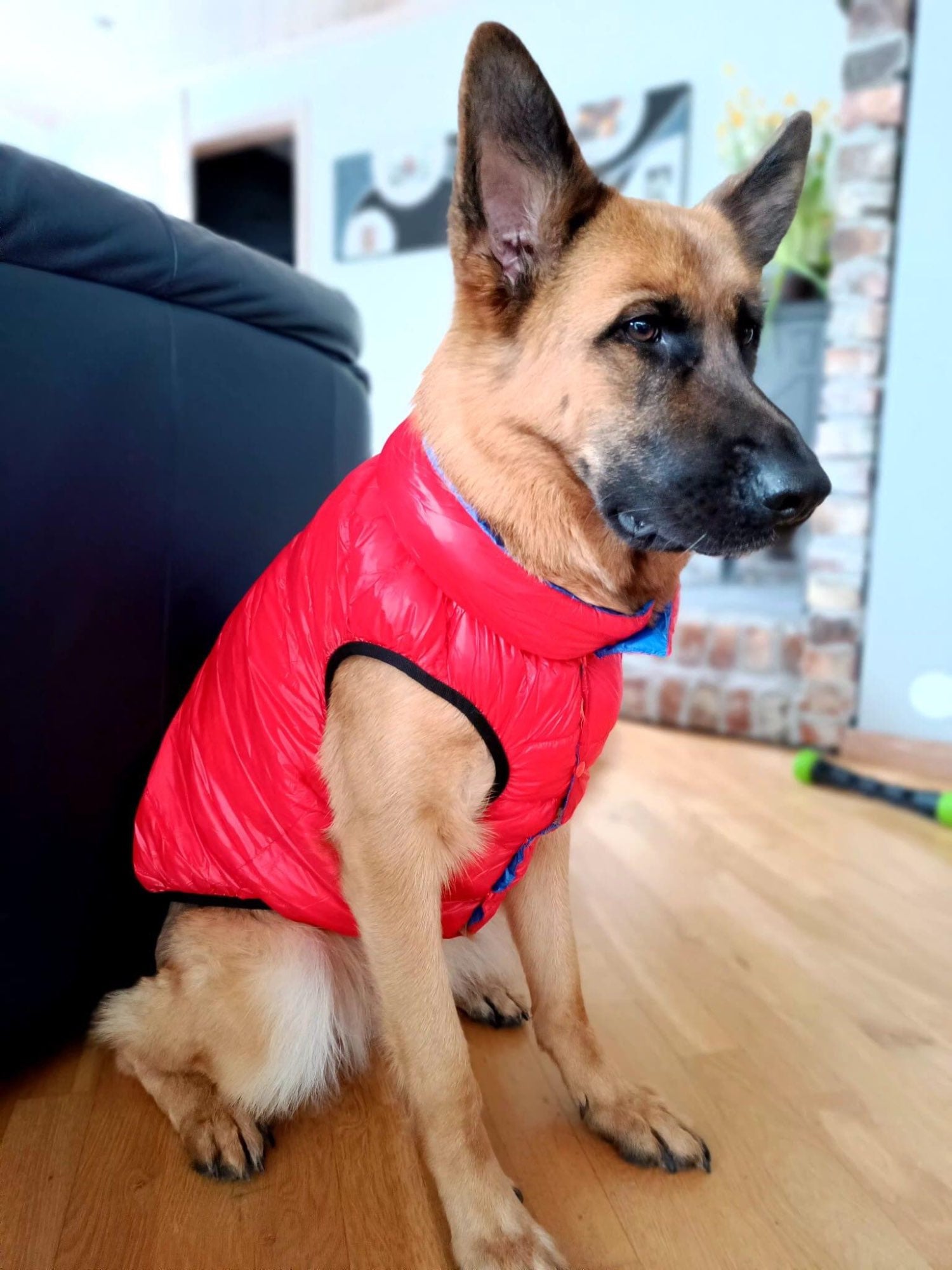 Reversible German Shepherd Jacket | Ploocy